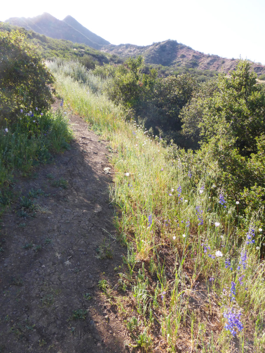 Triangle Ranch Preserve – M'Online