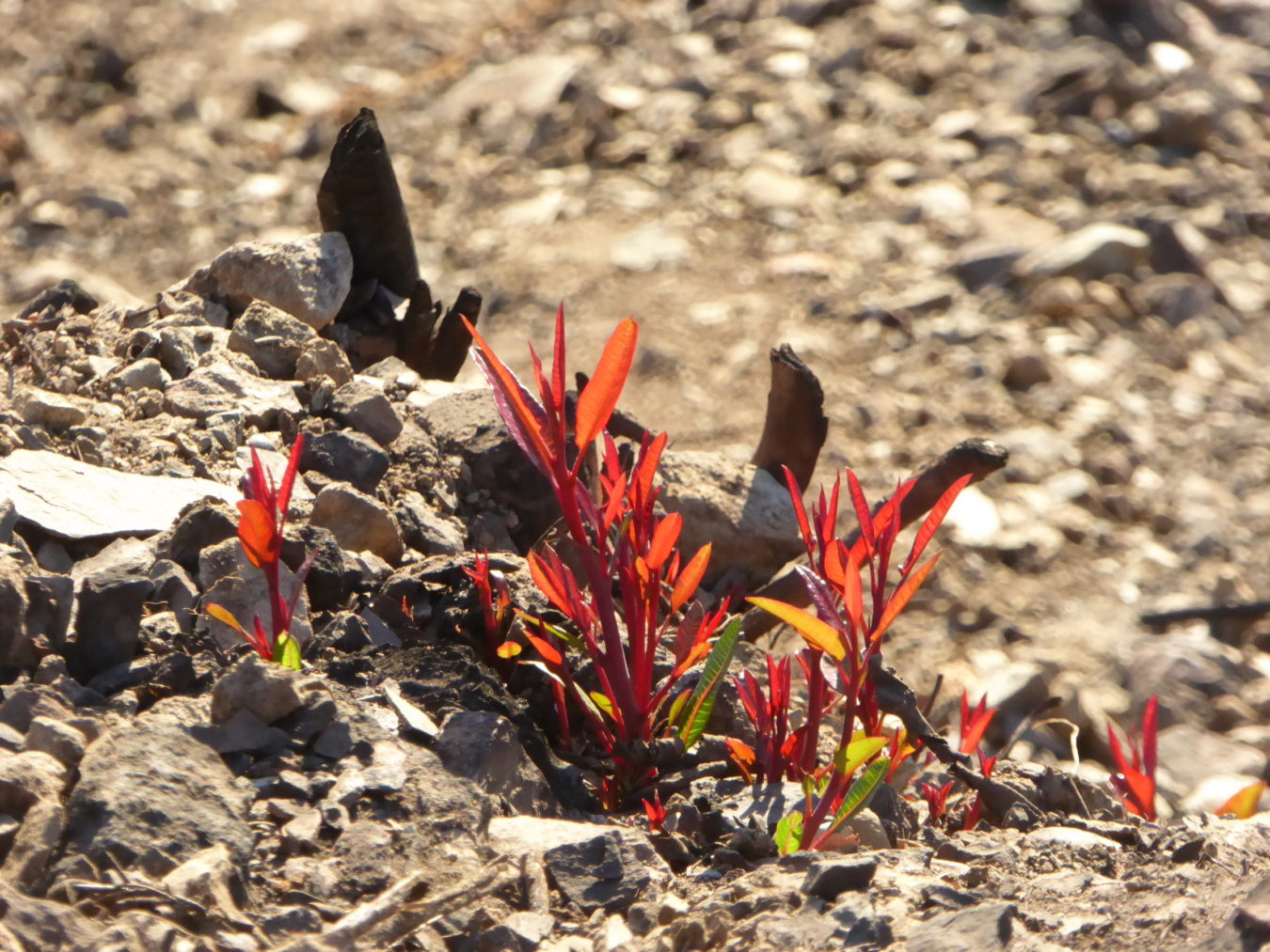 Fire Fact Forum Presents The Science of Fire – M'Online